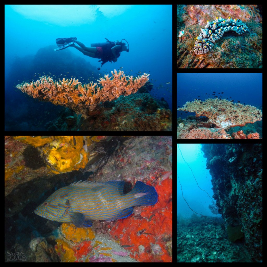 Hin Pee Wee gallery | Thai Scuba