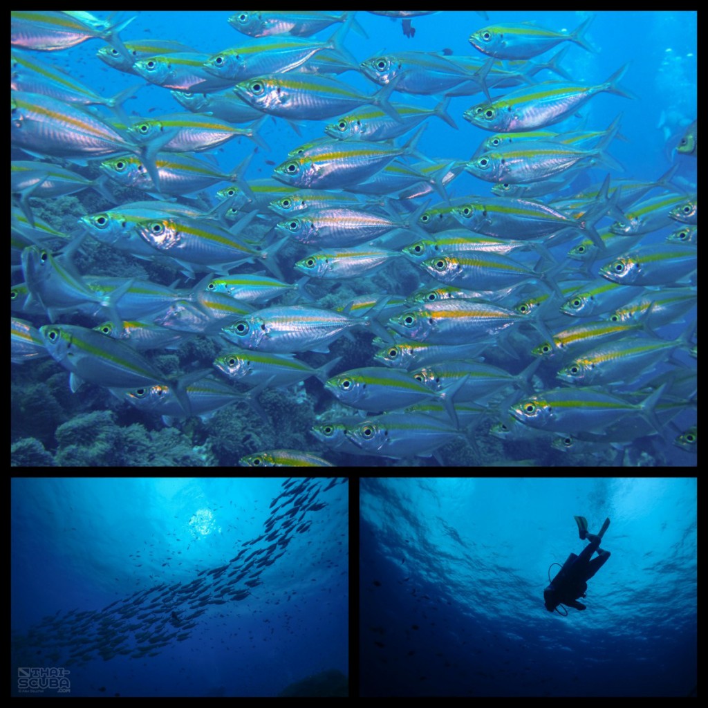 Chumphon Pinnacle gallery | Thai Scuba