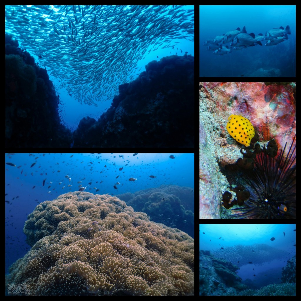 Chumphon Pinnacle gallery | Thai Scuba