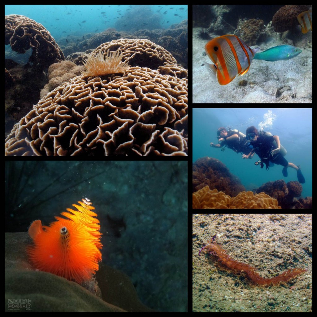 Ko Sak gallery | Thai Scuba