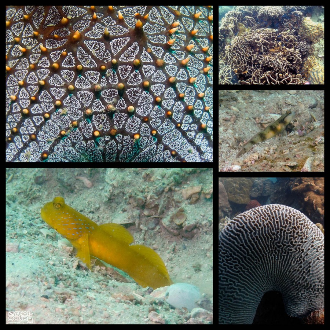Ko Sak gallery | Thai Scuba