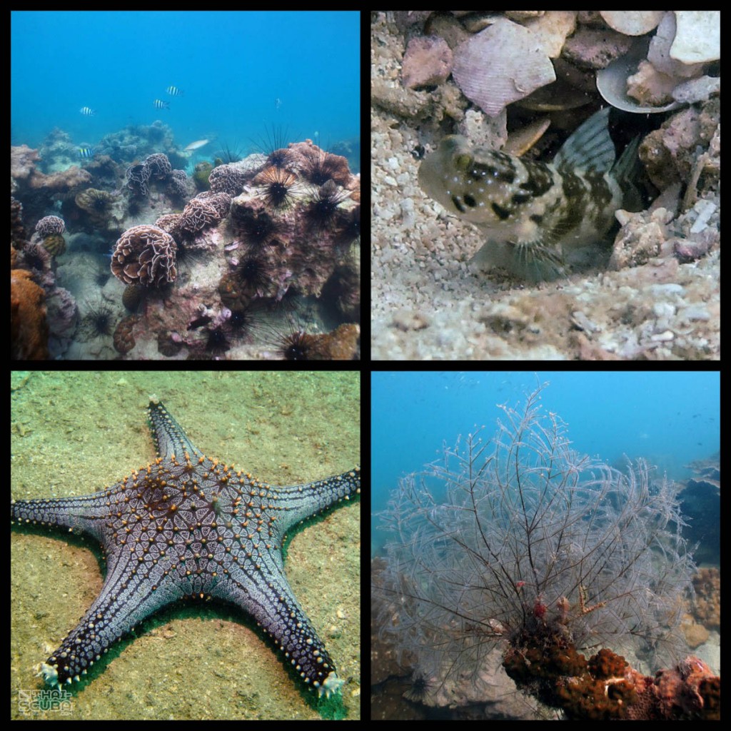 Ko Sak gallery | Thai Scuba