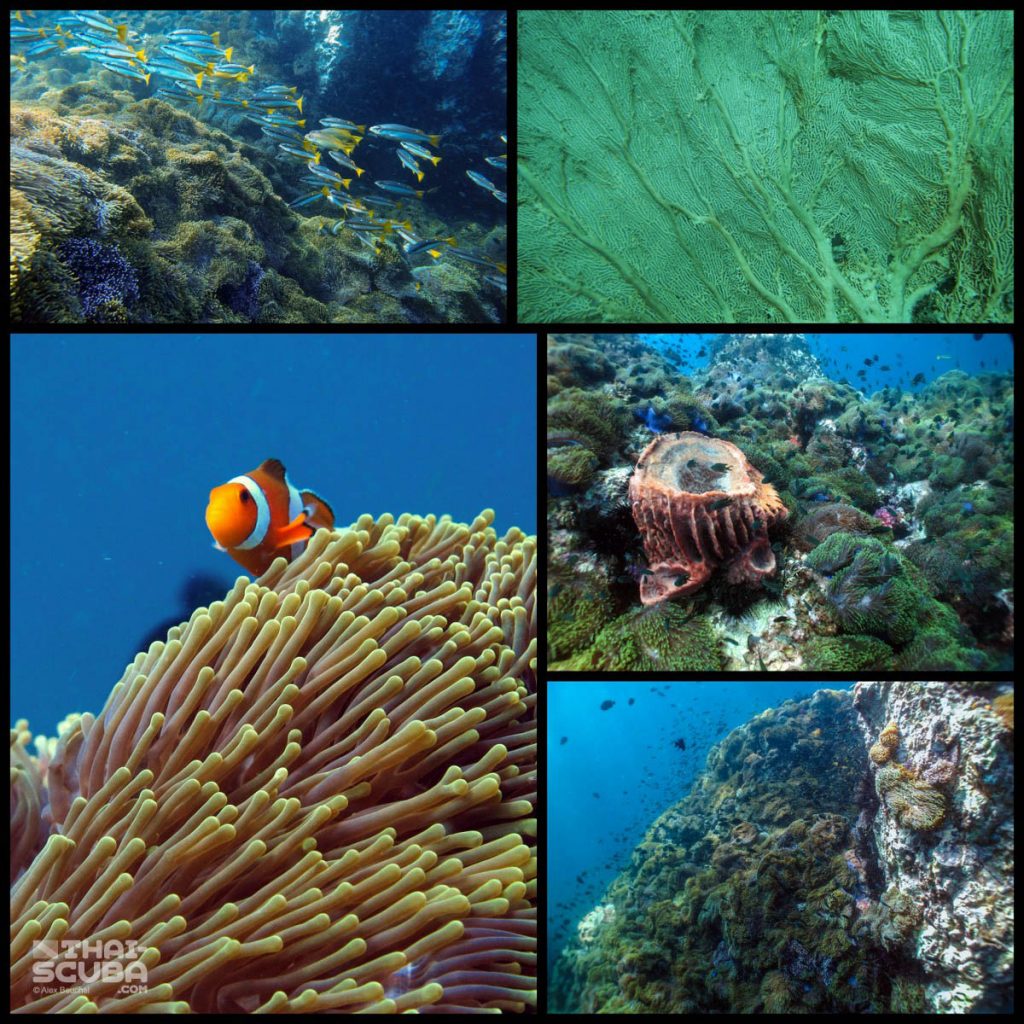 Anemone Reef gallery | Thai Scuba