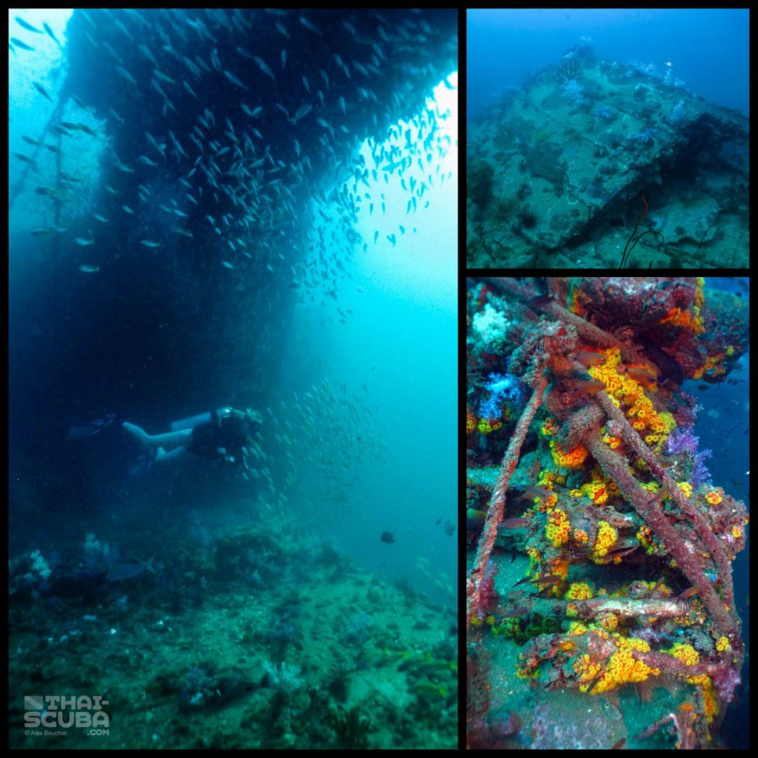 King Cruiser gallery | Thai Scuba